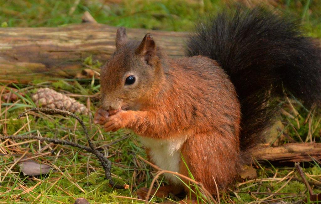 Cottages | Culdee-Cottage | Culdee-Cottage